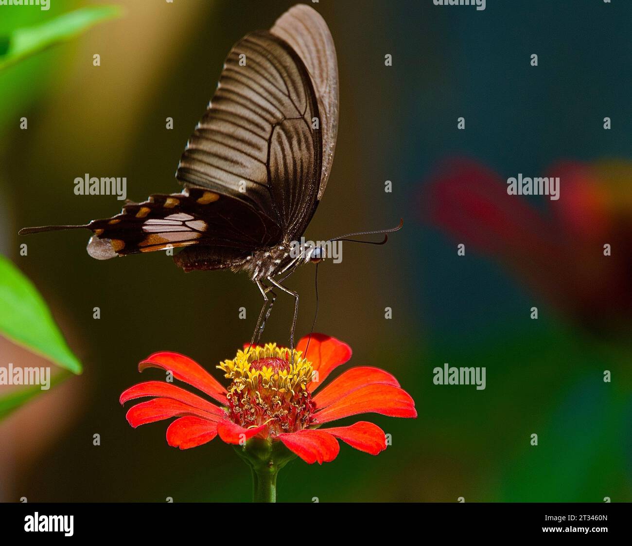 Butterfly closeup macro photography hi-res stock photography and images ...