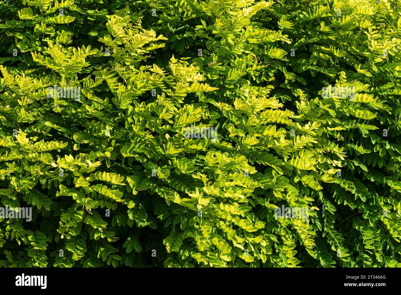 Decorative wall from a plant with green leaves. Natural pattern ...