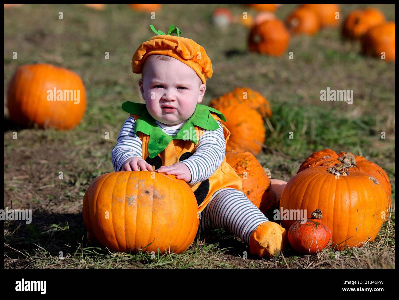 Alwyn field hi-res stock photography and images - Alamy
