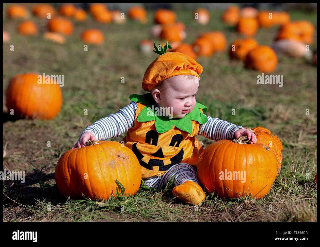 Alwyn field hi-res stock photography and images - Alamy