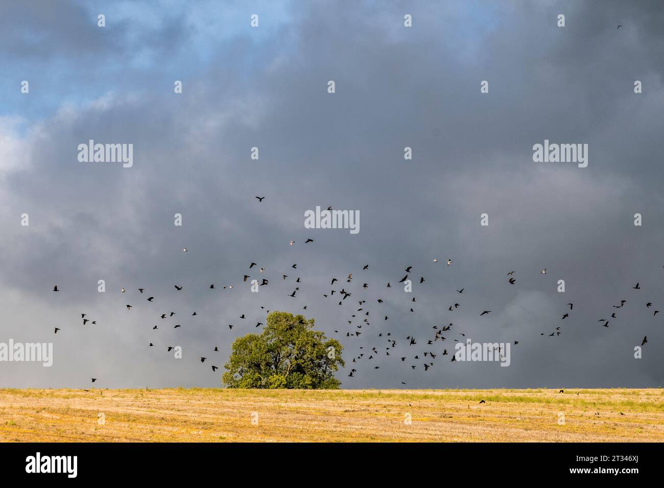 A flock of crows flying over a field of stubble, seen against a grey ...