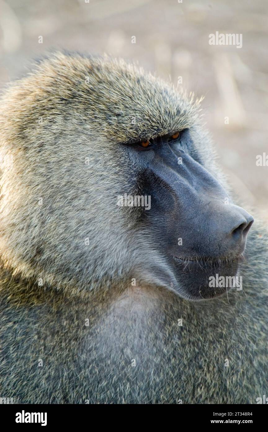 Mammals africa hi-res stock photography and images - Alamy