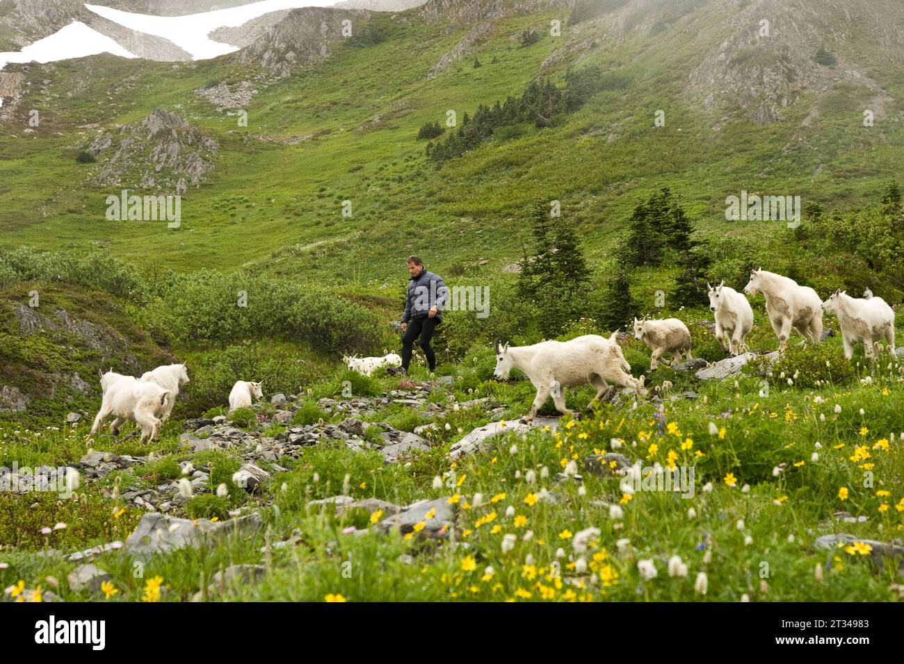 Man walking with his goats hi-res stock photography and images - Alamy