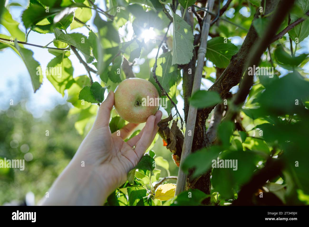 Woman's hand reaching for apple in sunlit orchard Stock Photo - Alamy