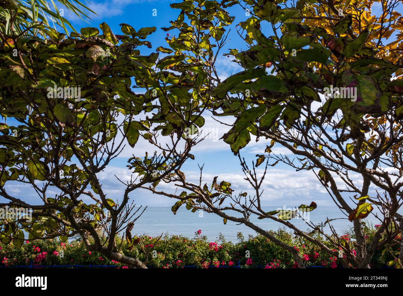 Autumn leaves, blue sky, sun and sea in late October 2023 Stock Photo ...