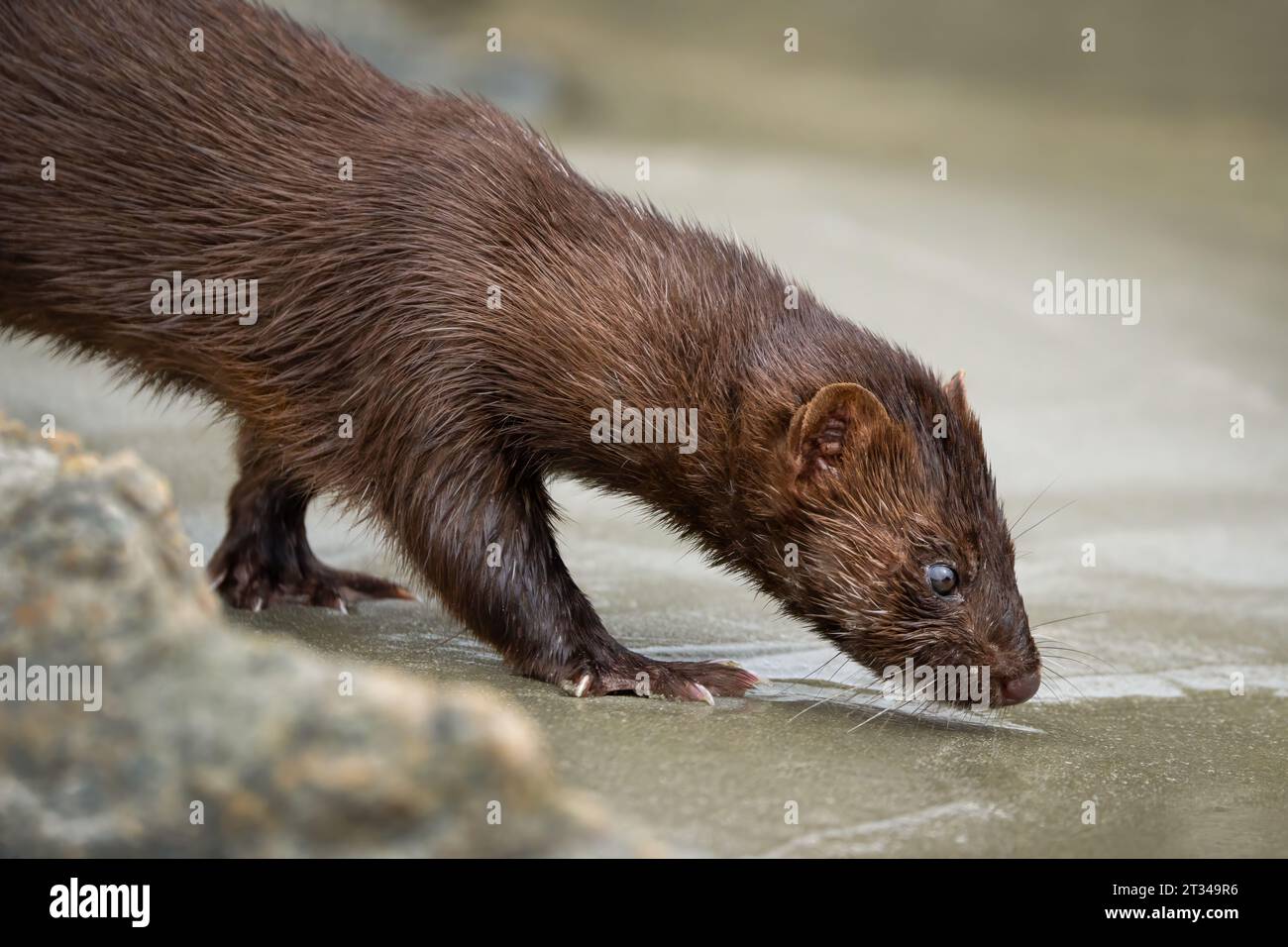 An American Mink Searching for food Along the Beach Stock Photo - Alamy