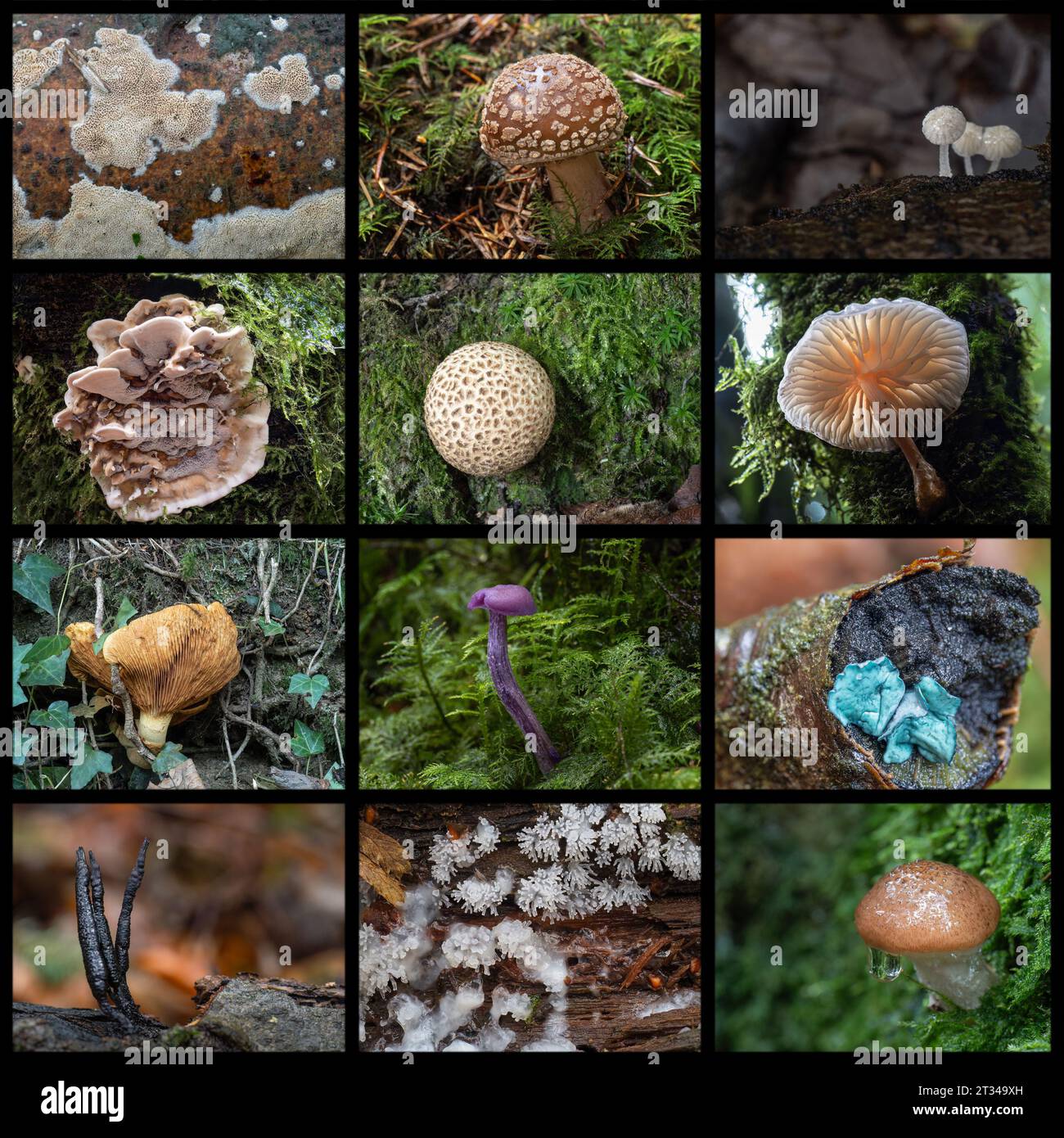 White Rot Fungi Examples
