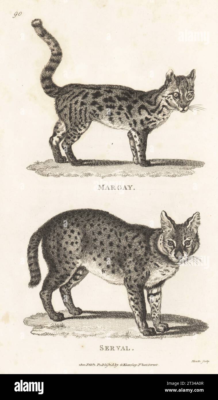 Oncilla or little spotted cat, Leopardus tigrinus, and serval ...