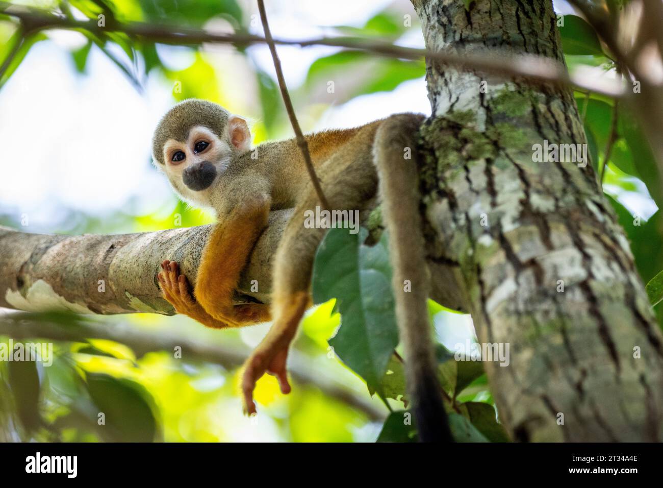 Squirrel Monkey on tree branch in green amazon rainforest Stock Photo ...