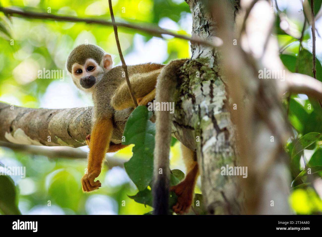 Squirrel Monkey on tree branch in green amazon rainforest Stock Photo ...