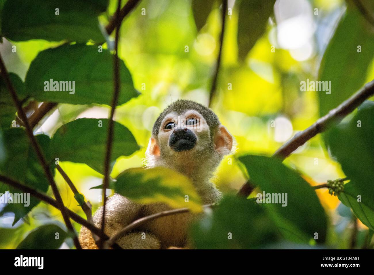 Squirrel Monkey on tree branch in green amazon rainforest Stock Photo ...