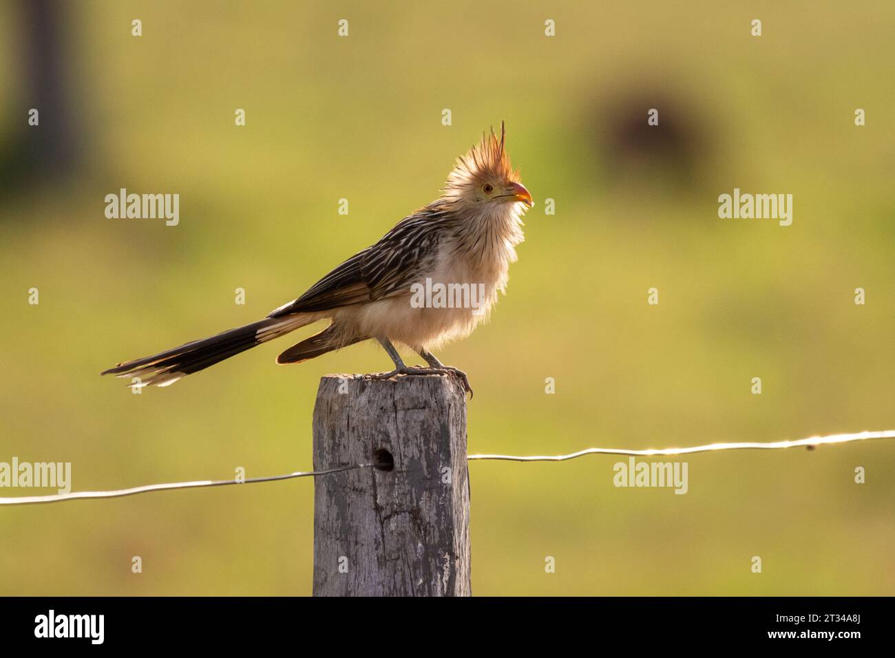 Guira Cuckoo bird on fence in the Brazilian Pantanal of Miranda Stock ...