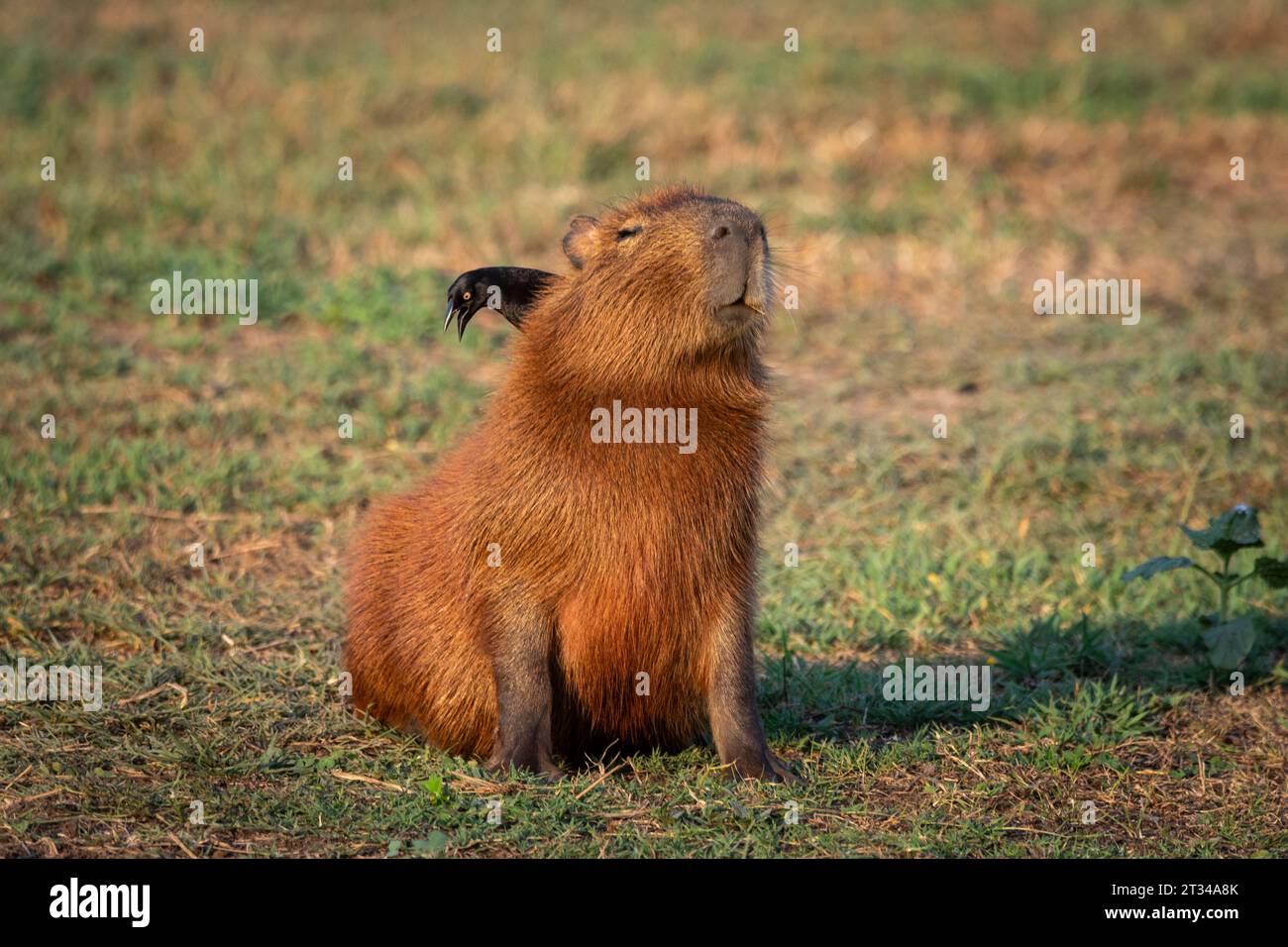 Capybara rodent with bird on its back in the Brazilian Pantanal Stock ...