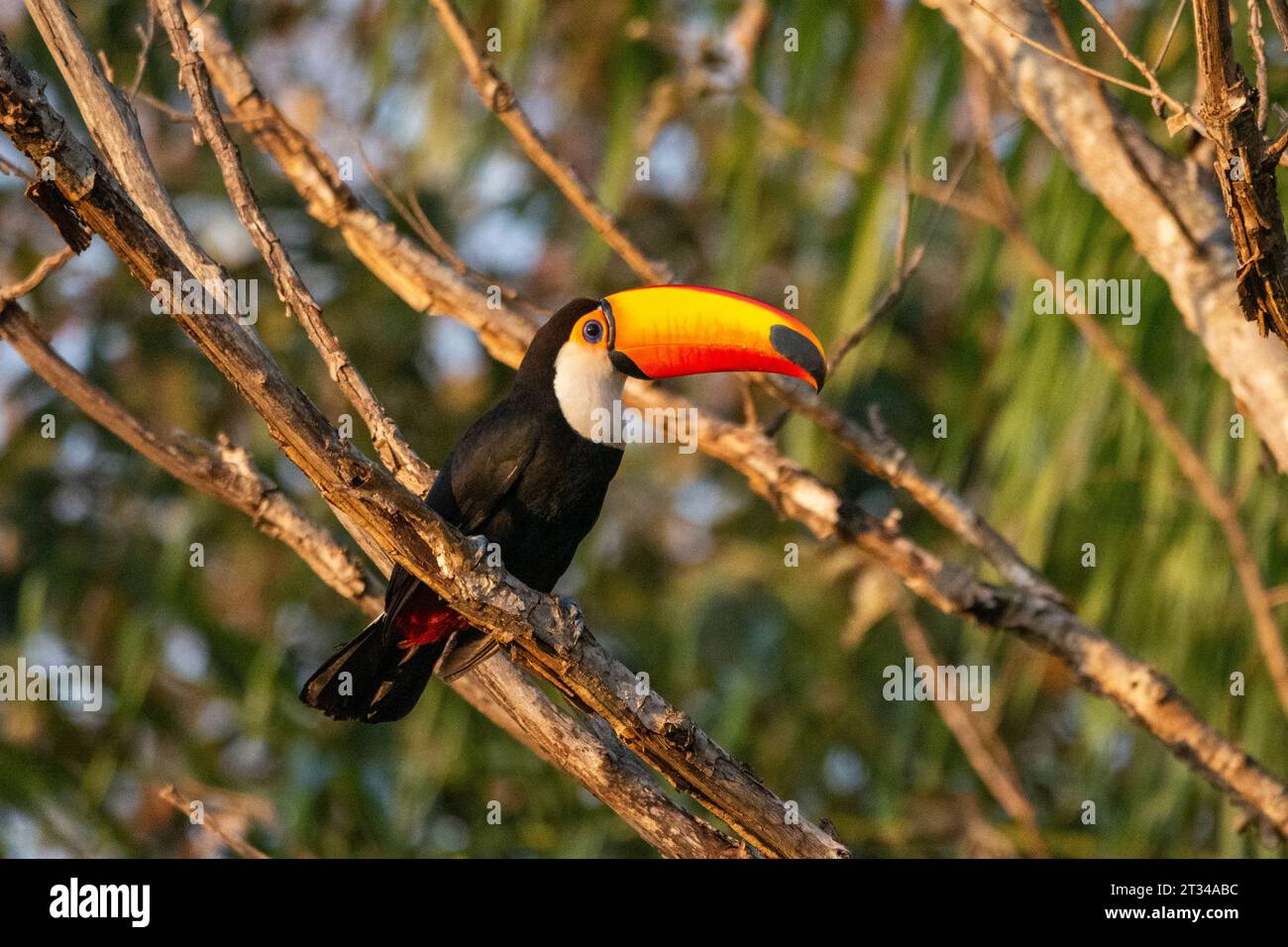 Beautiful Toco Toucan bird on tree branch in the Brazilian Pantanal ...