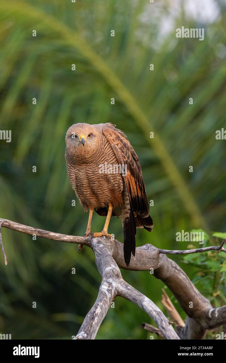 Savanna Hawk on tree branch in the Brazilian Pantanal of Miranda Stock ...