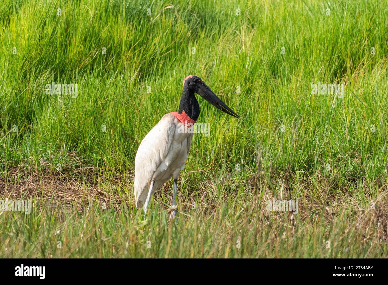 Jabiru Stork bird in the Brazilian Pantanal of Miranda Stock Photo - Alamy
