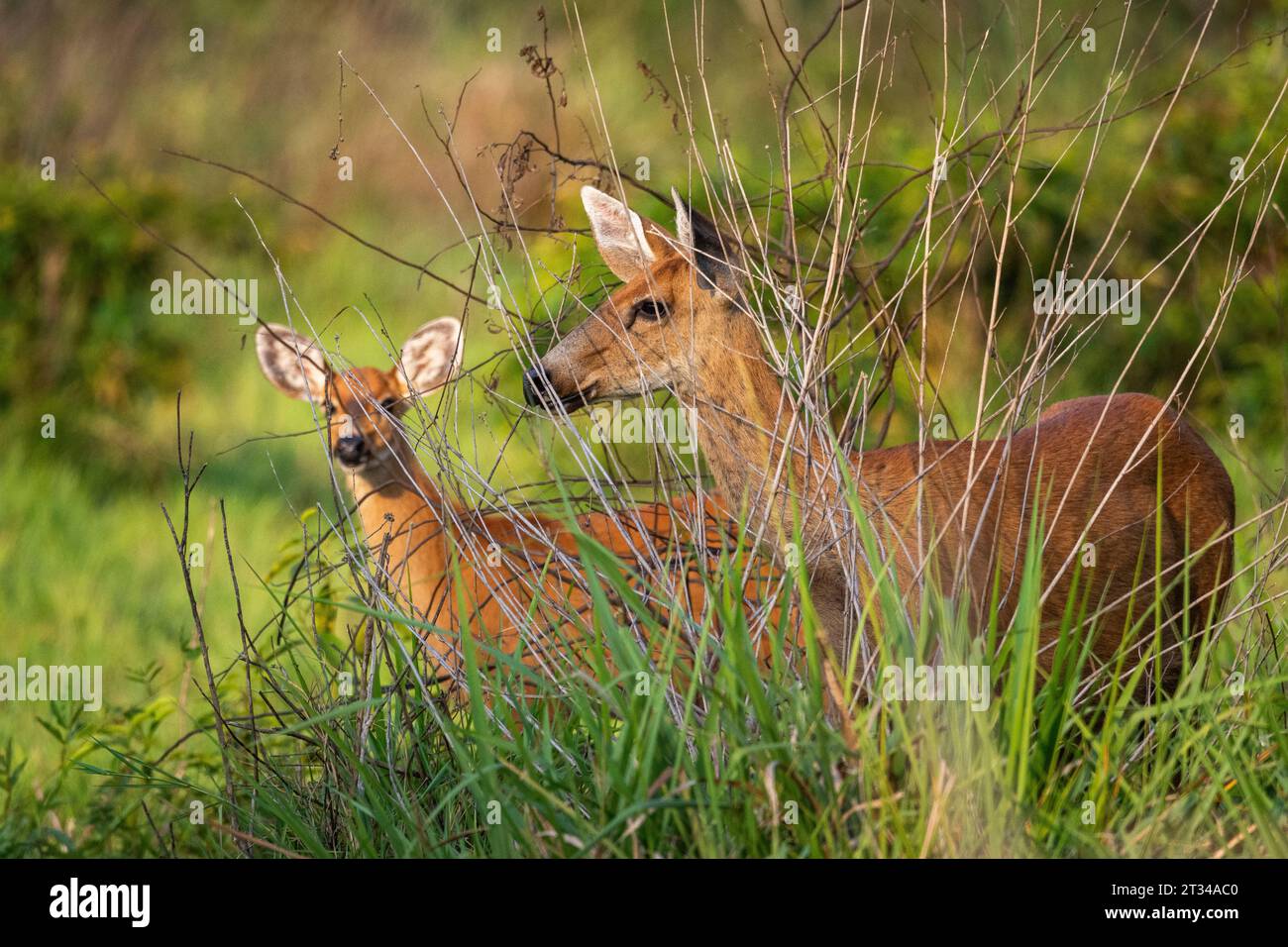 Female adult marsh deer with cub in the Brazilian Pantanal of Miranda ...