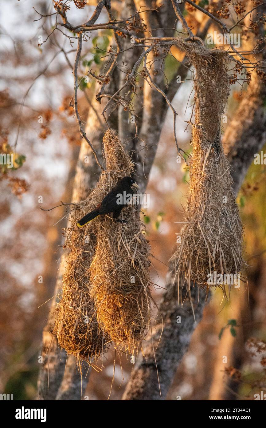 Oropendola nest hi-res stock photography and images - Alamy