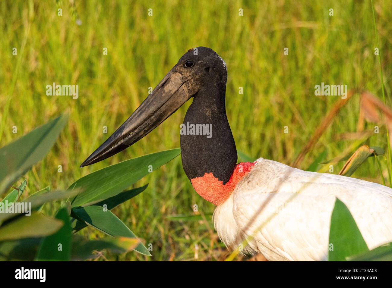 Jabiru Stork bird in the Brazilian Pantanal of Miranda Stock Photo - Alamy