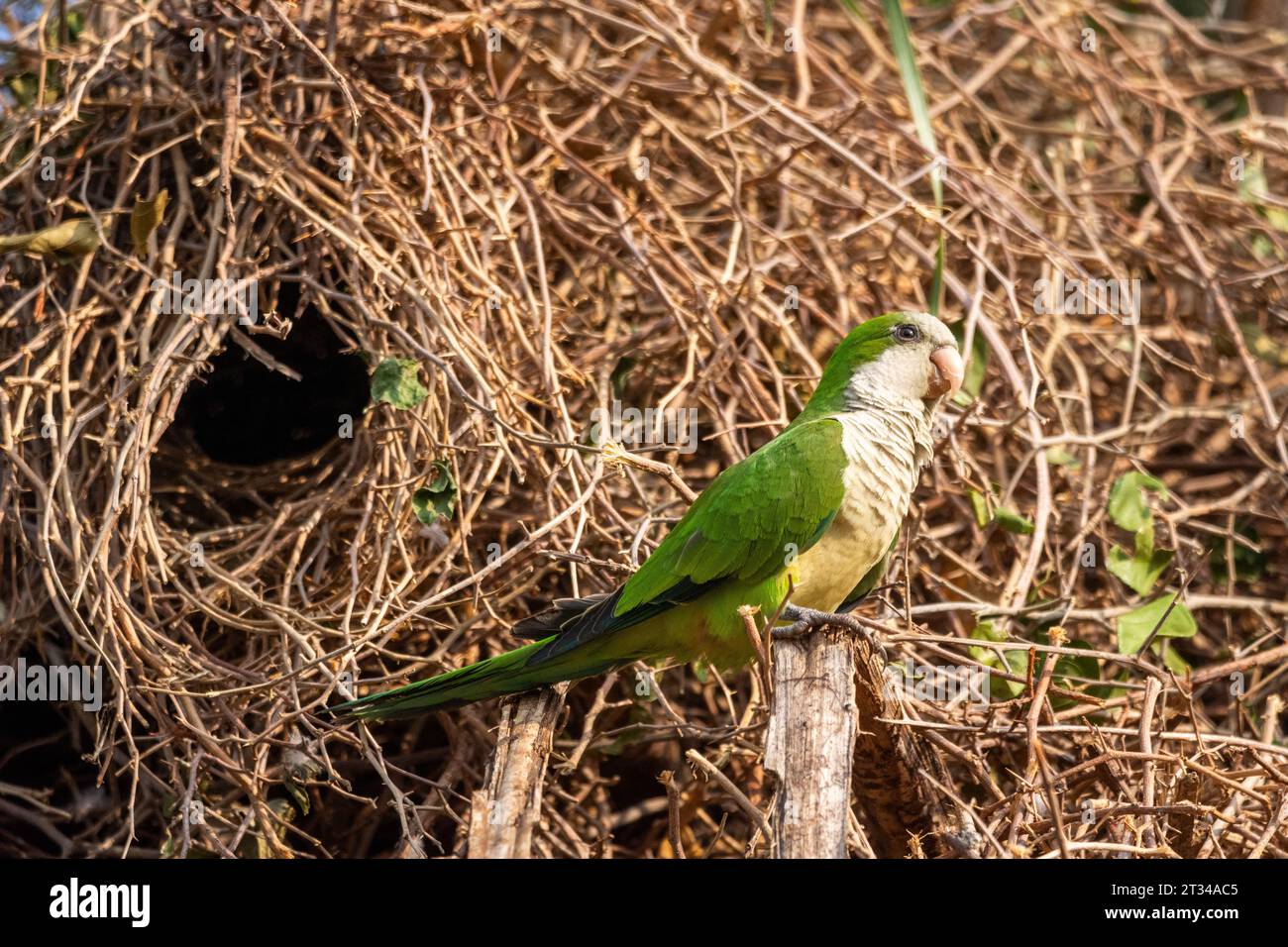 Monk Parakeet near tree nest in the Brazilian Pantanal of Miranda Stock ...