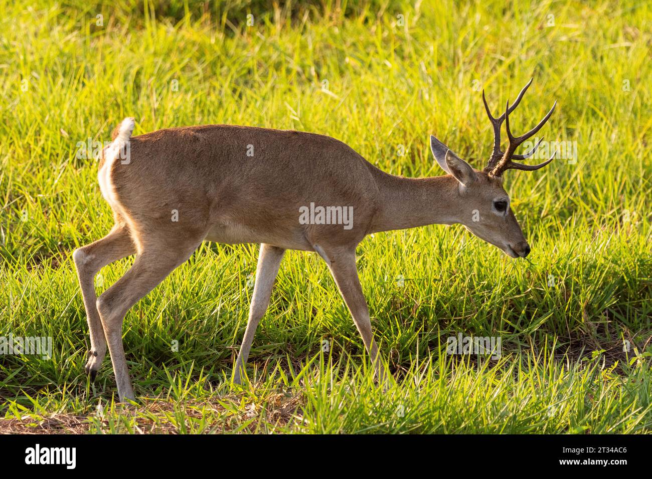 Pampas deer in the fields of the Brazilian Pantanal of Miranda Stock ...