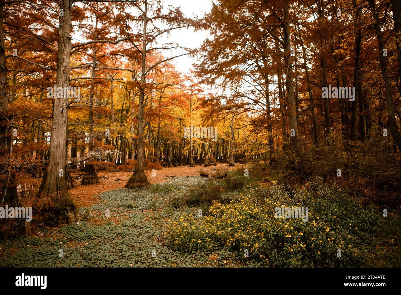Colorful autumn scene with cypress trees in a lake Stock Photo - Alamy