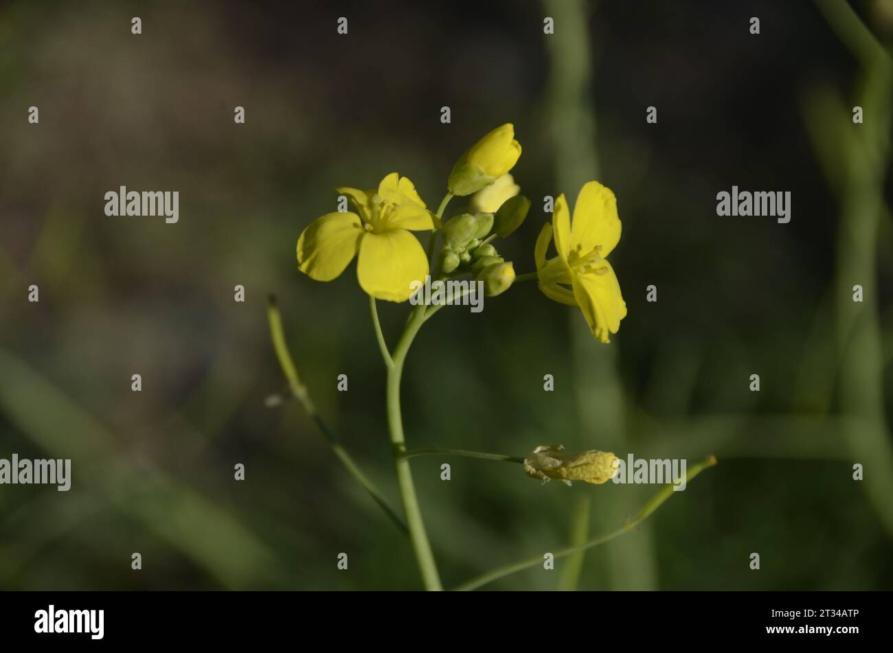 Wild Mustard Flower, Yellow Wildflower. Istanbul Turkey Stock Photo - Alamy