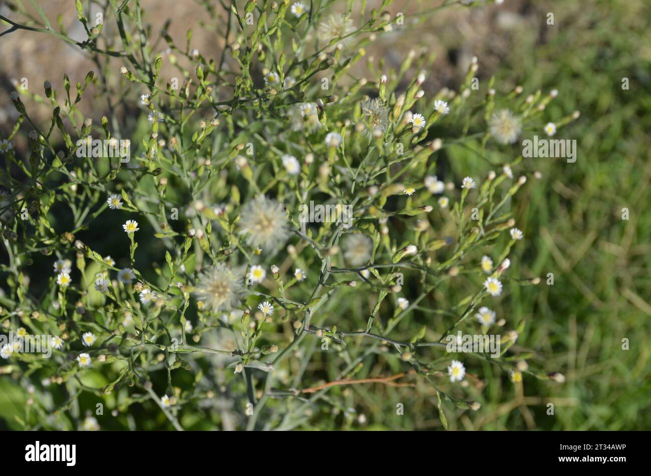 White yellow wildflowers hi-res stock photography and images - Alamy