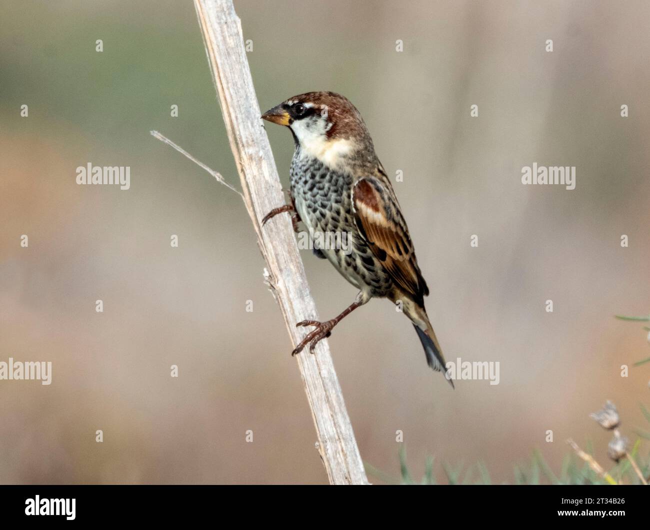 Spanish Sparrow (Passer hispaniolensis) perched on a stalk of dead ...