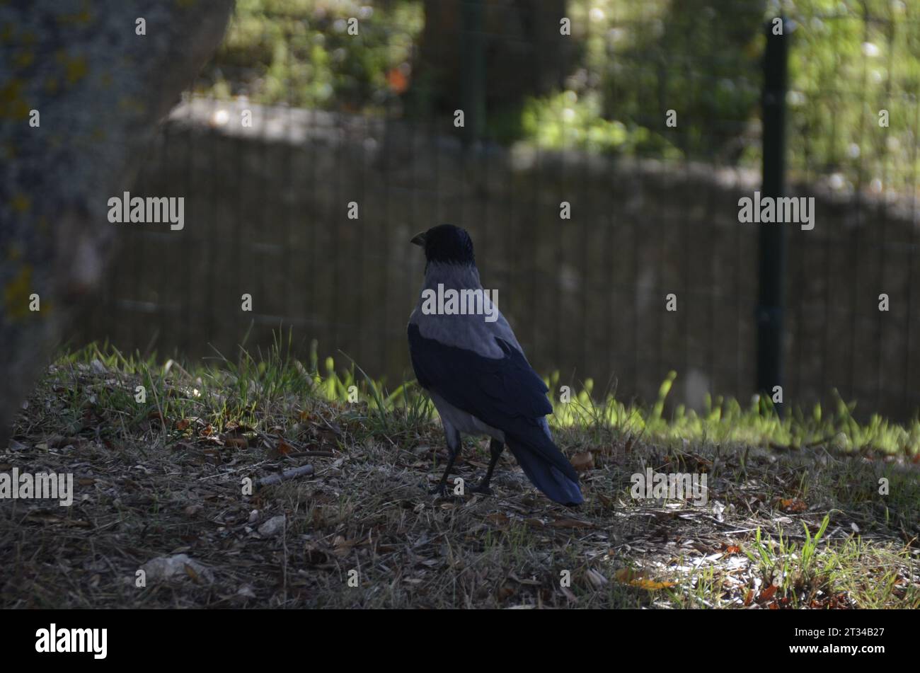 Cute Crow Looking for Food. Istanbul, Turkey Stock Photo - Alamy