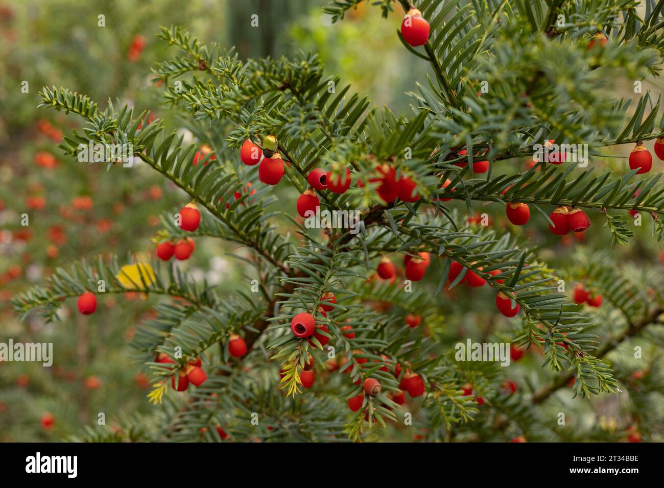 Yew branches with red berries Stock Photo - Alamy
