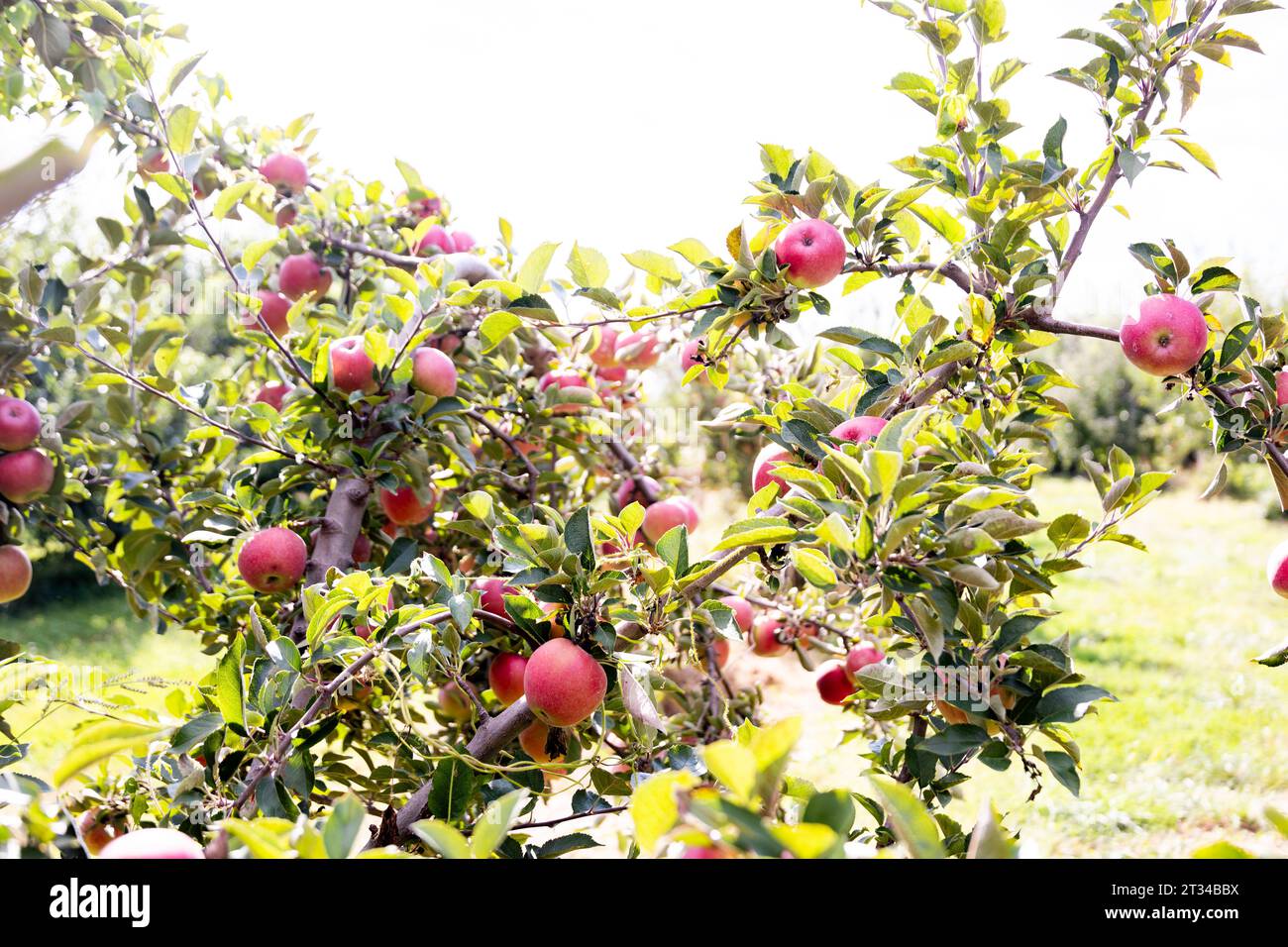 An Apple Tree with Red Apples A Lush Green Leaves in Golden Hour Light ...