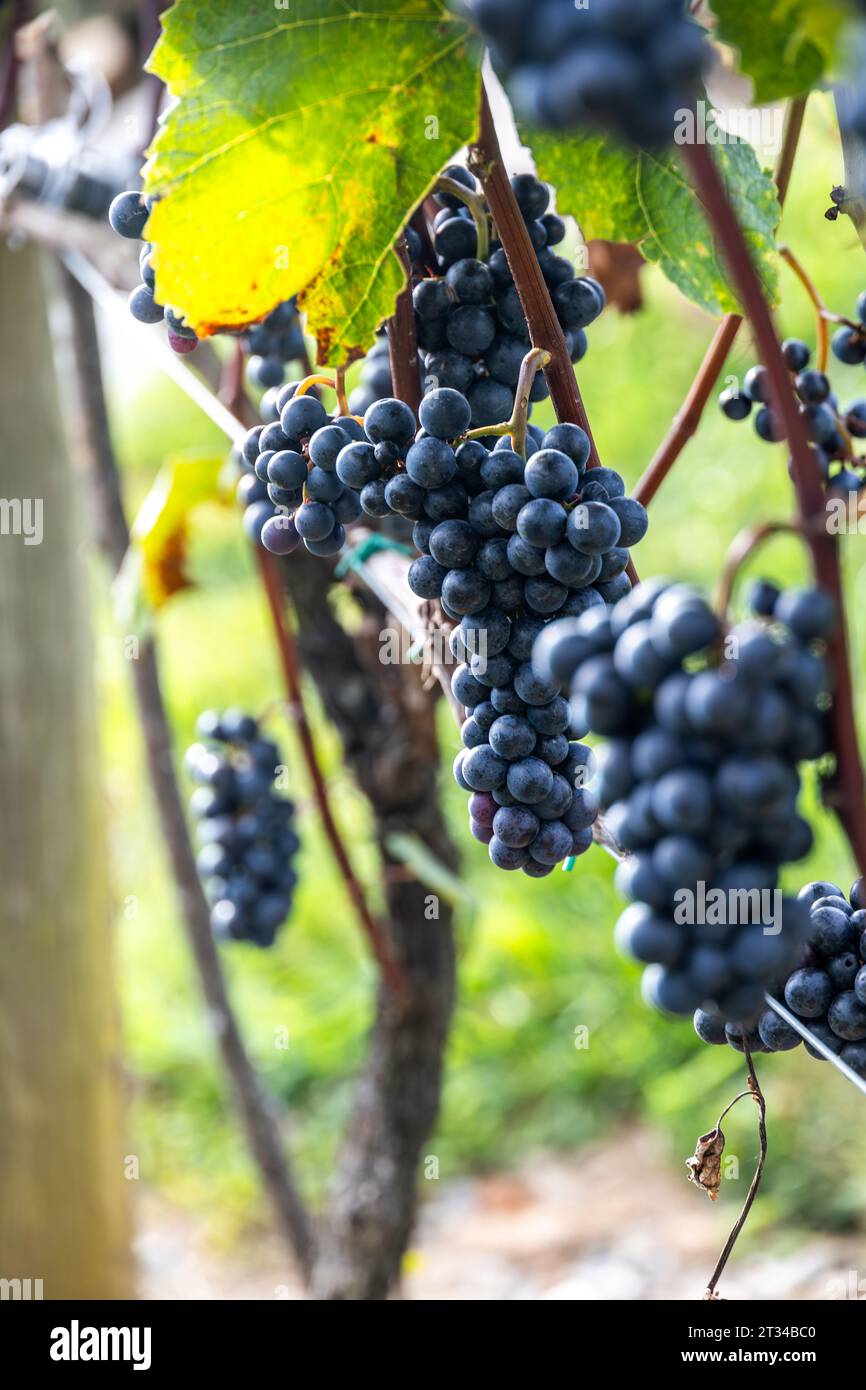 Beautiful shot grapes ripening hi-res stock photography and images - Alamy