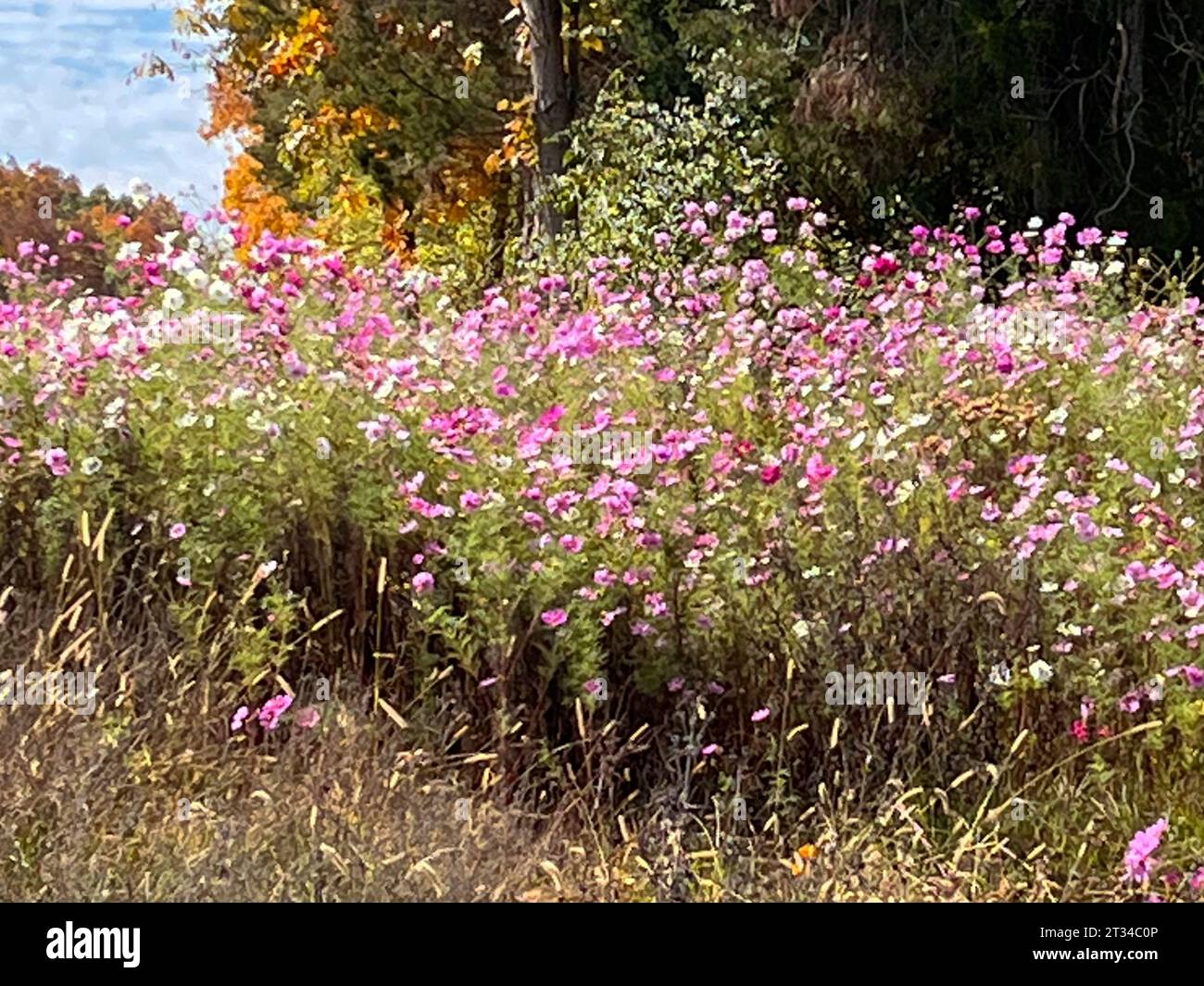 Fall of flowers hi-res stock photography and images - Alamy