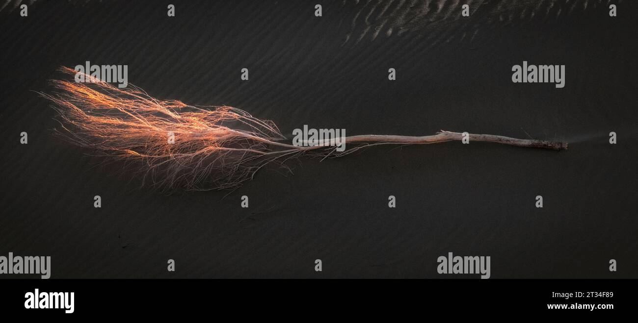Saxaul tree hi-res stock photography and images - Alamy