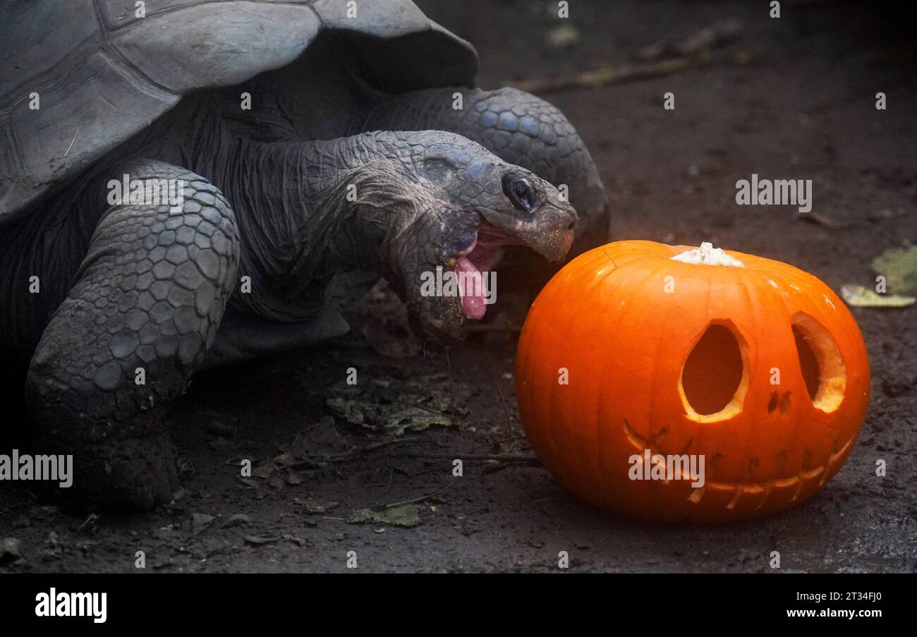 A Galapagos tortoise searches for Halloween treats hidden inside a ...