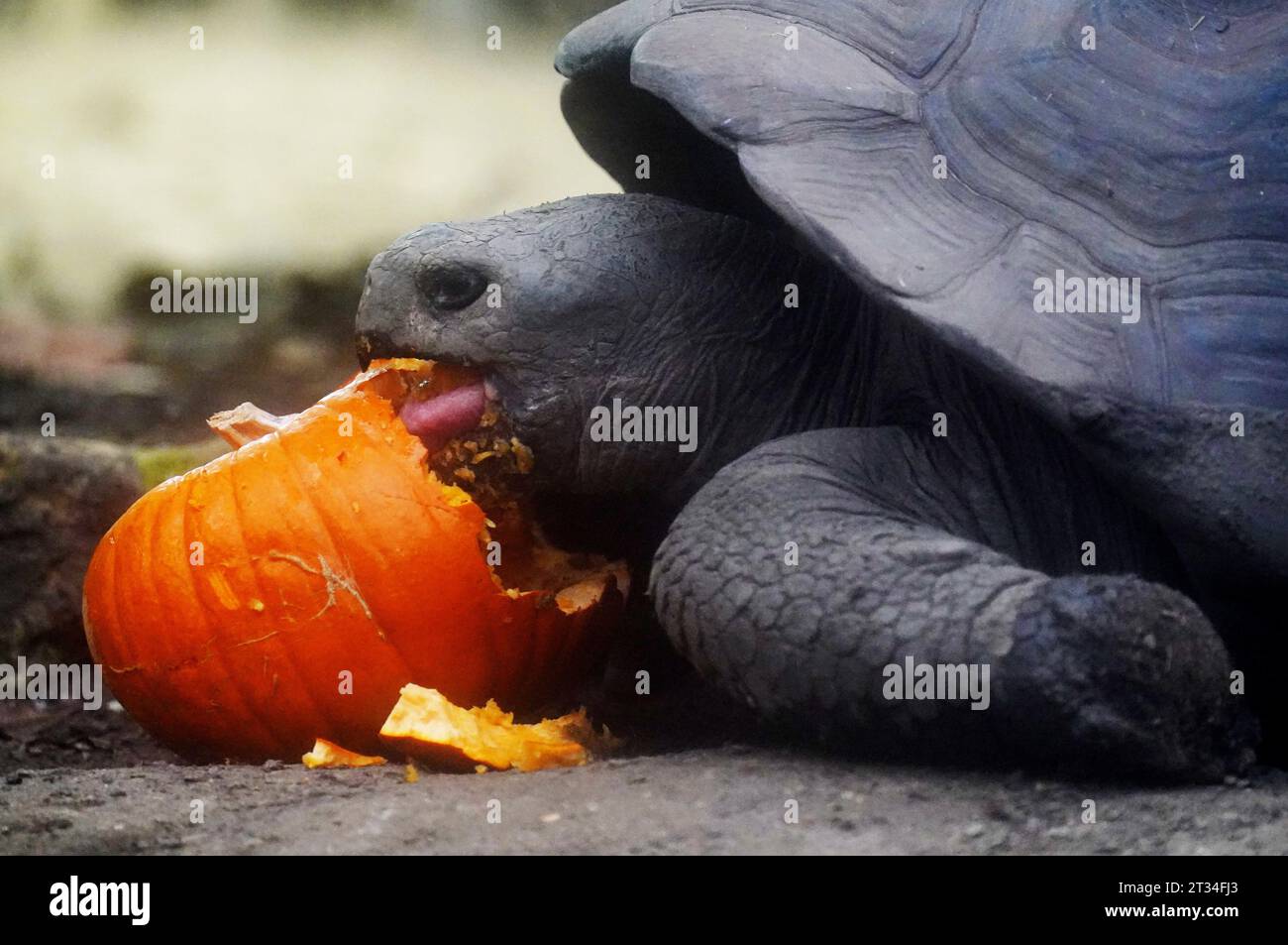 A Galapagos tortoise searches for Halloween treats hidden inside a ...