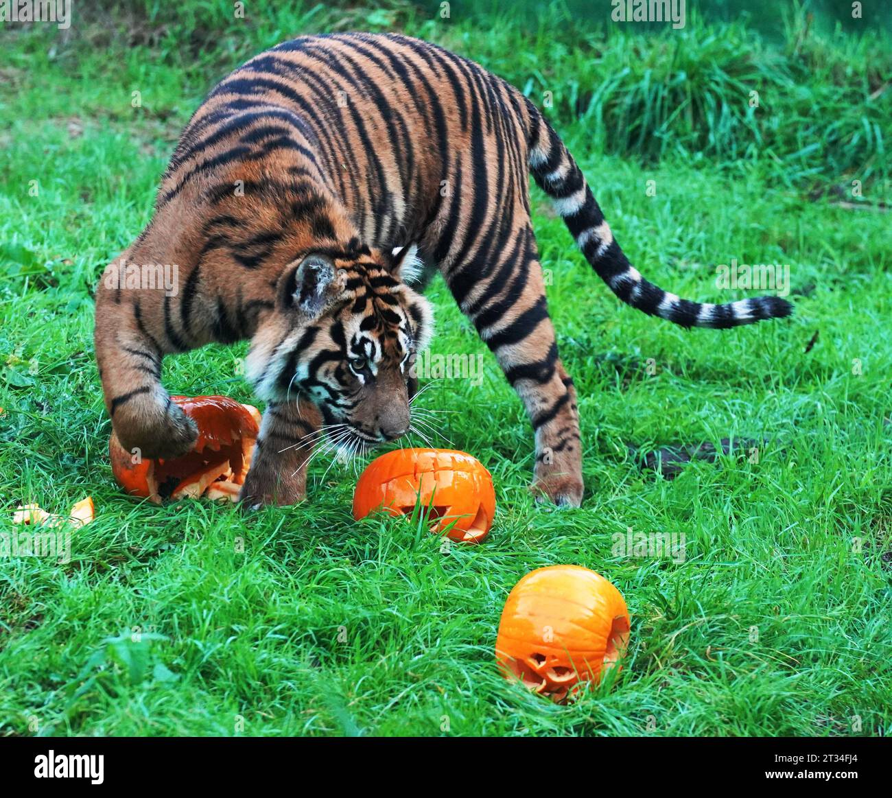 A Sumatran tiger searches for Halloween treats hidden inside pumpkins ...
