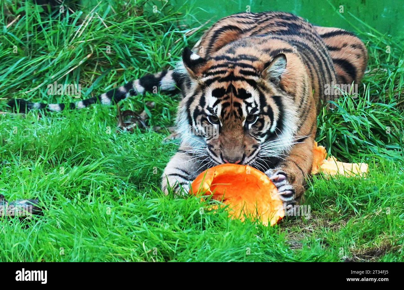 A Sumatran tiger searches for Halloween treats hidden inside a pumpkin ...
