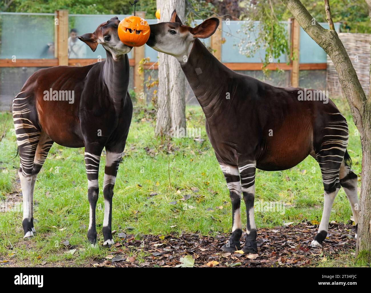 Okapis hi-res stock photography and images - Alamy