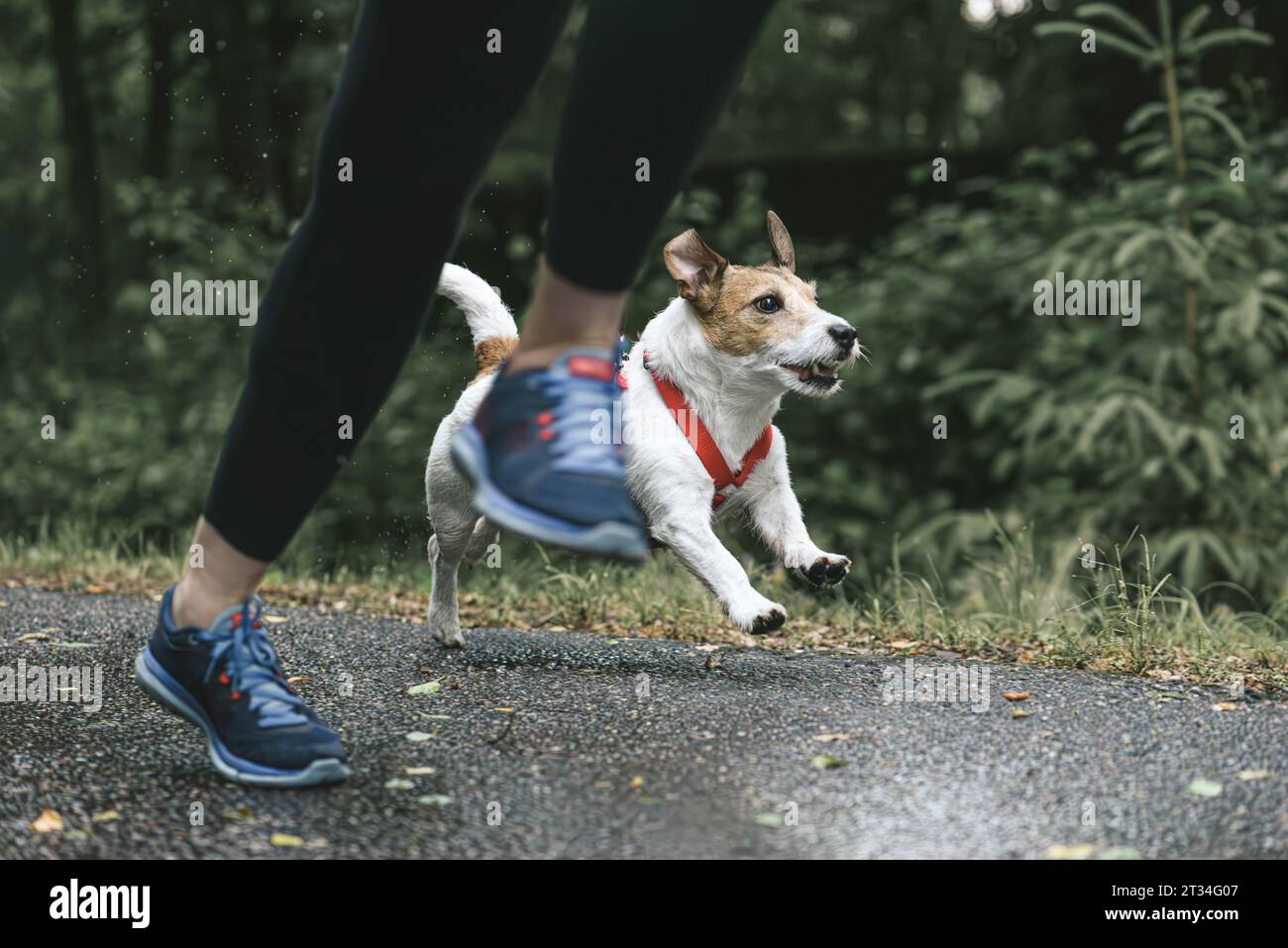 Woman jogging after rain with her dog at park path Stock Photo - Alamy