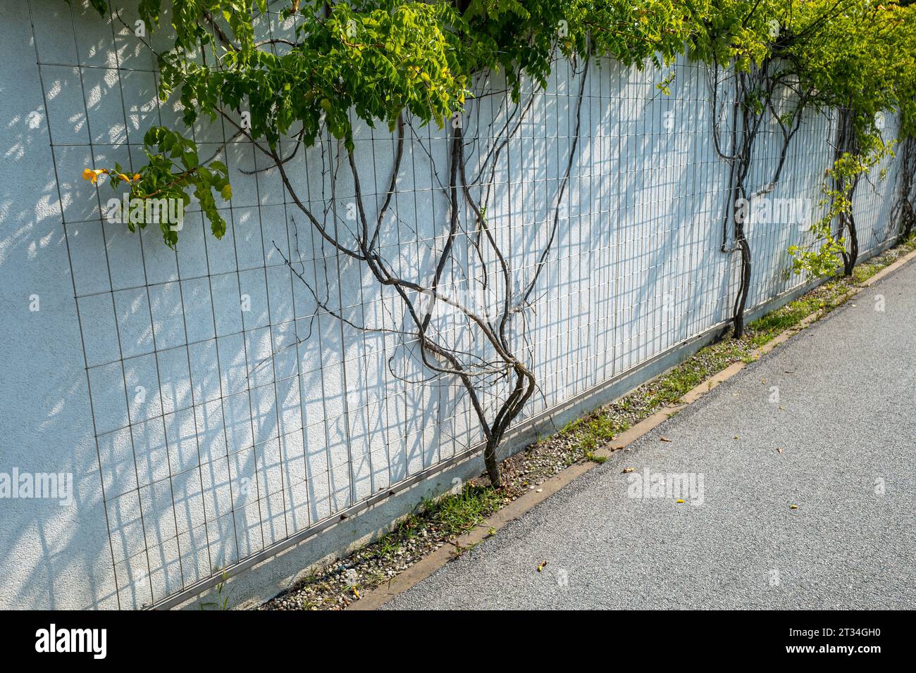 Support structure for ivy. Galvanized steel mesh mounted to the wall ...