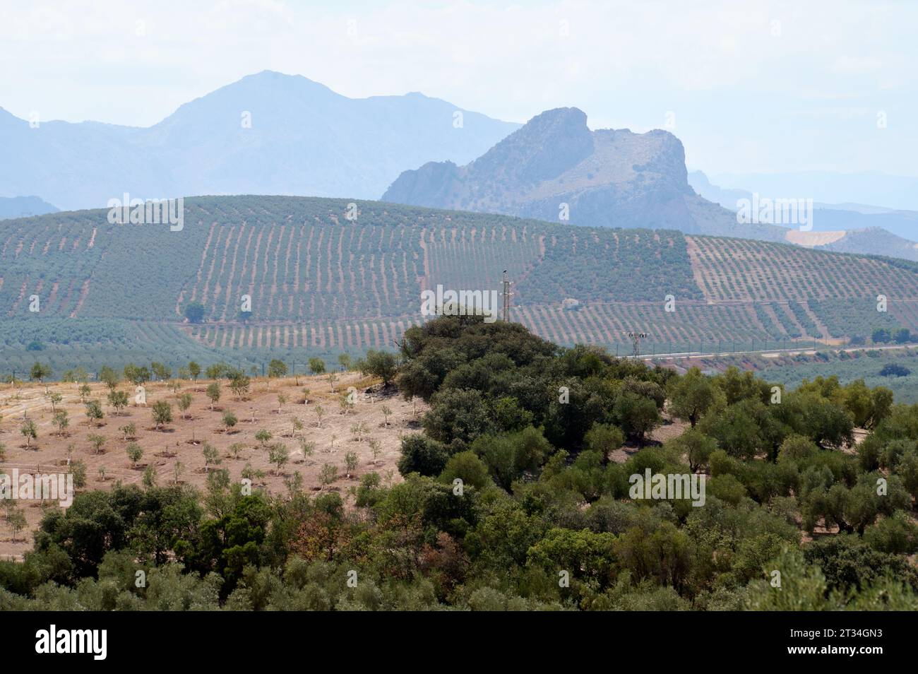 View from above of an agricultural field with growing olive trees, on ...
