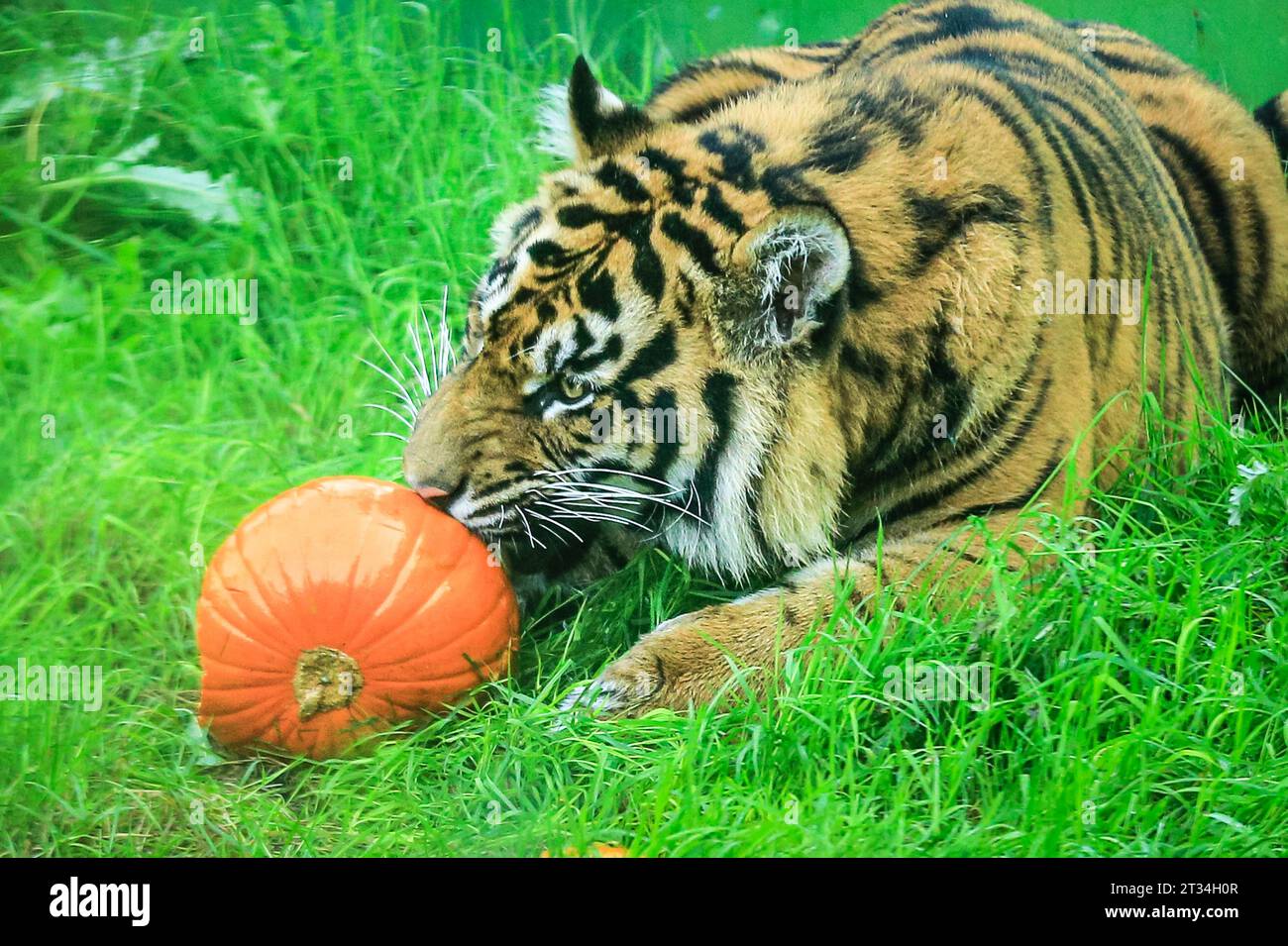 London, UK. 23rd Oct, 2023. The conservation zoo's tiger teenagers, Zac and Crispin, both ...