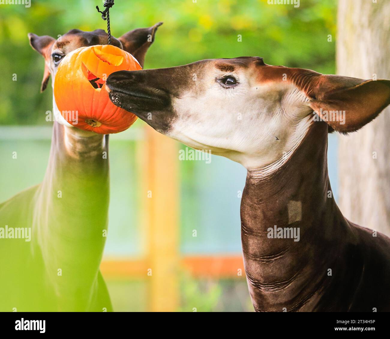 London, UK. 23rd Oct, 2023. Okapis (Okapia johnstoni), Oni and Ede ...
