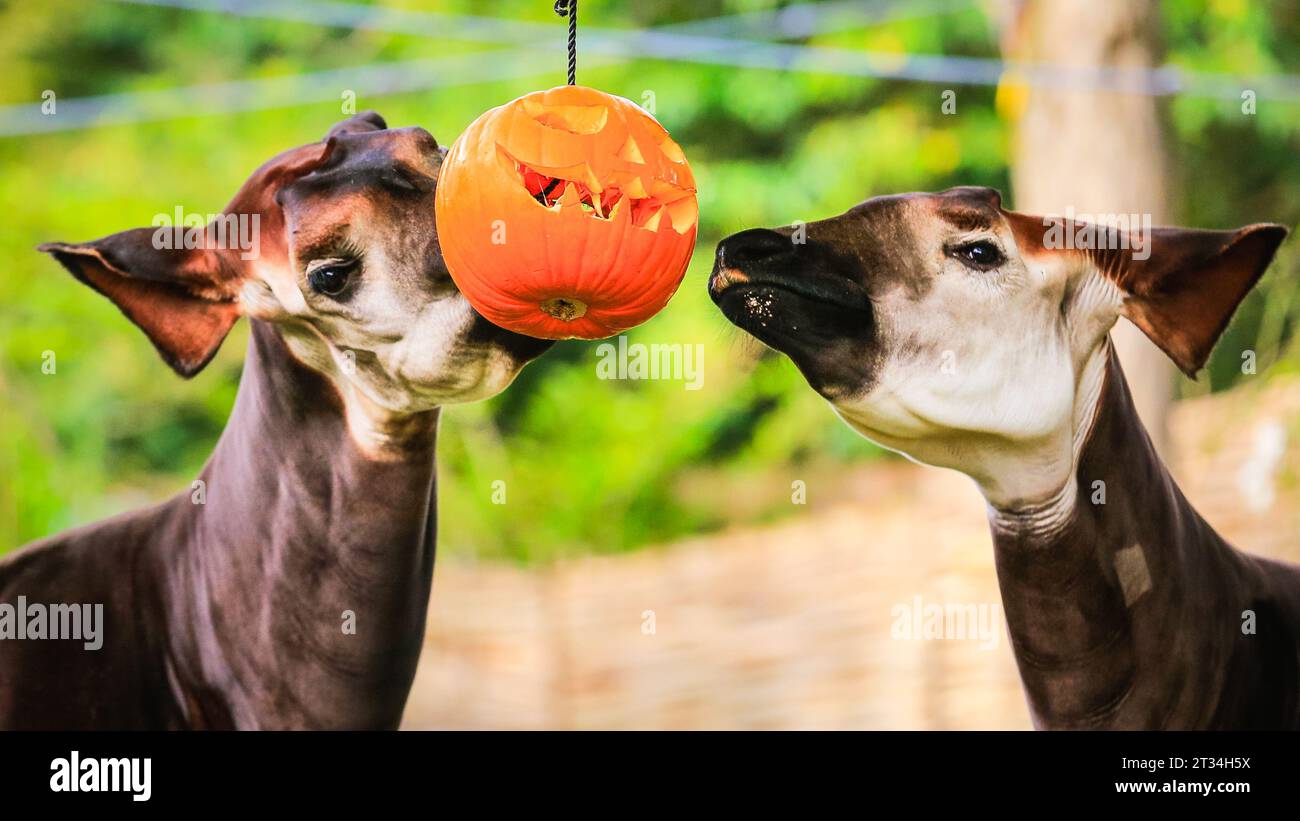London, UK. 23rd Oct, 2023. Okapis (Okapia johnstoni), Oni and Ede ...