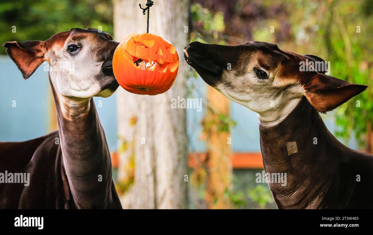 London, UK. 23rd Oct, 2023. Okapis (Okapia johnstoni), Oni and Ede ...