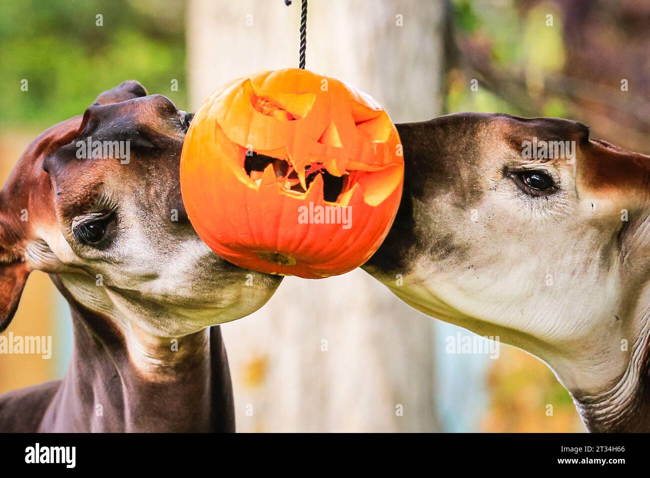London, UK. 23rd Oct, 2023. Okapis (Okapia johnstoni), Oni and Ede ...