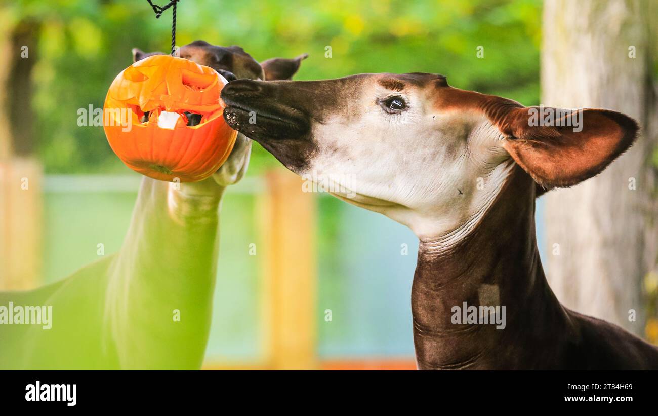 London, UK. 23rd Oct, 2023. Okapis (Okapia johnstoni), Oni and Ede ...