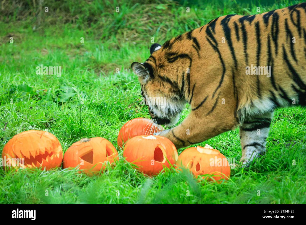 Panthera tigris sumatra hi-res stock photography and images - Alamy